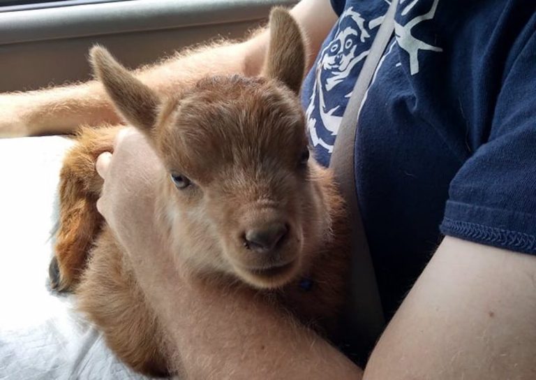 Spring Rose the Geep: a Goat-Sheep Hybrid - Goat Journal